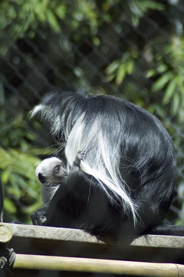 Colobus Monkey stock image. Image of primates, african - 175411599