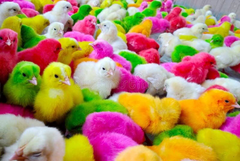 Baby colourful chicken stock photo. Image of colourful - 123387220