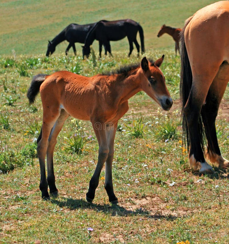 Baby-Colt-Mustang Mit Mutter/Stute Wildem Pferd Stockbild - Bild von ...