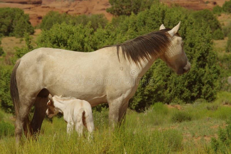 Baby colt stock image. Image of horse, newbird, four - 55644627