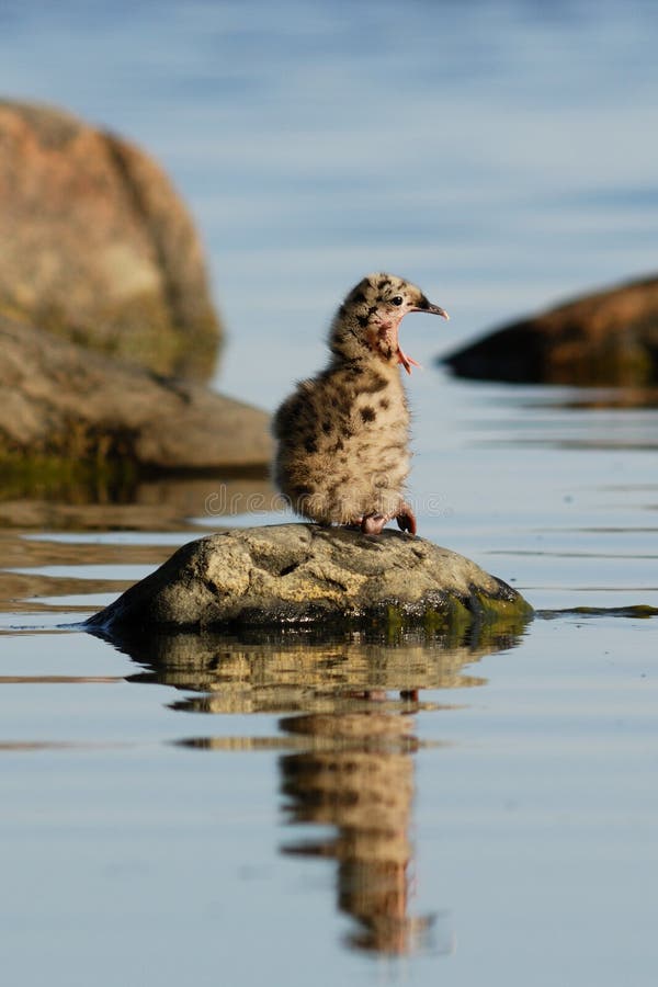 Baby Common Gull stock image. Image of spring, baby, juvenile - 21872099