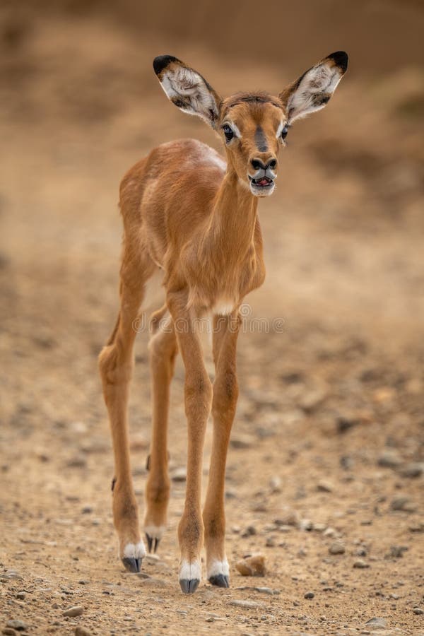 Common Impala Calf Stands on Stony Track Stock Image - Image of grass ...