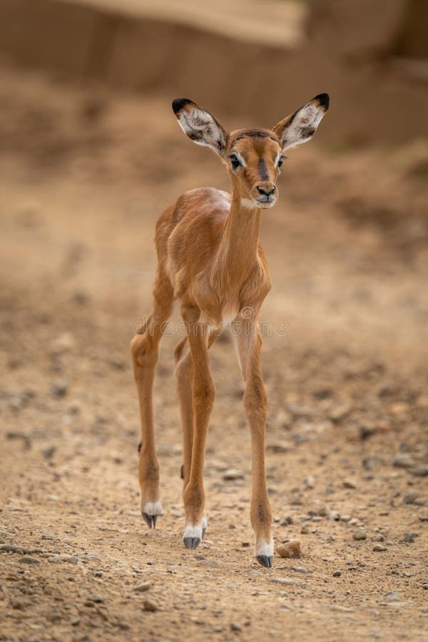 Baby Common Impala Walks Along Dirt Track Stock Image - Image of ...