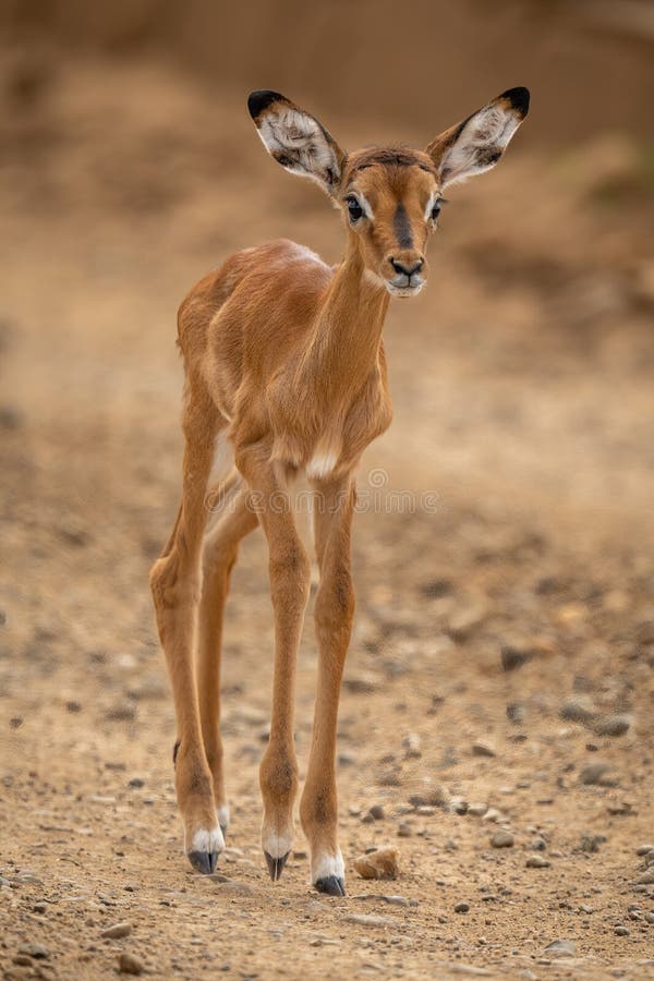Baby Common Impala Walks on Stony Track Stock Photo - Image of walk ...