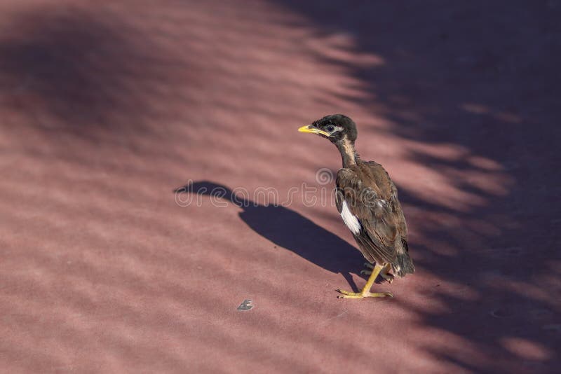 Baby Common Myna Green Grass Stock Photo - Image of flower, green ...
