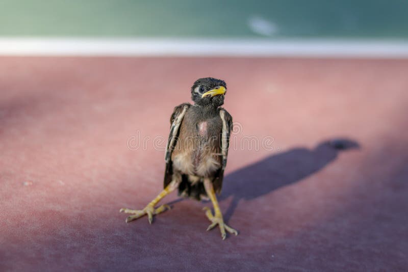 Baby Mynah Bird