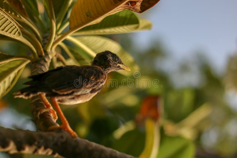 102 Baby Myna Bird Stock Photos - Free & Royalty-Free Stock Photos from ...