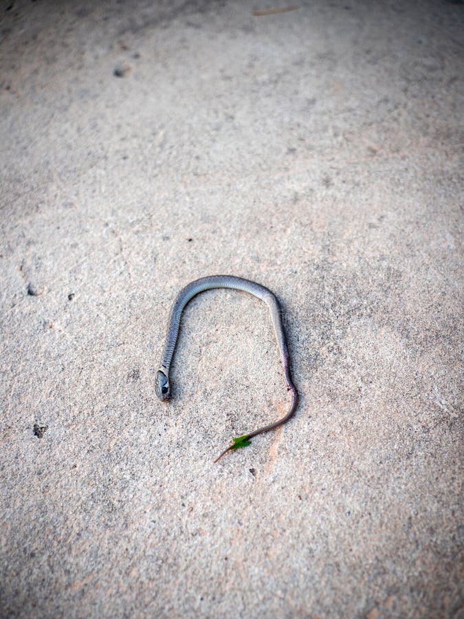 Baby Common Rat Snake Lay Dead Stock Image - Image of snake, tongue ...