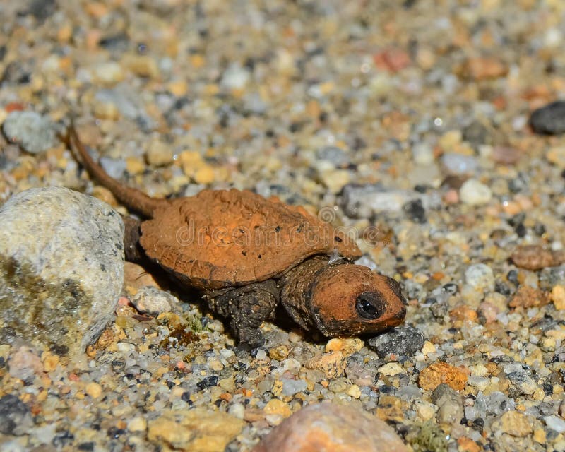 Baby common toad Bufo bufo stock photo. Image of looking - 141806792