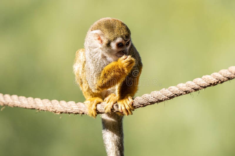Baby Common Squirrel Monkey Eats a Snack while Sitting on a Rope Above ...