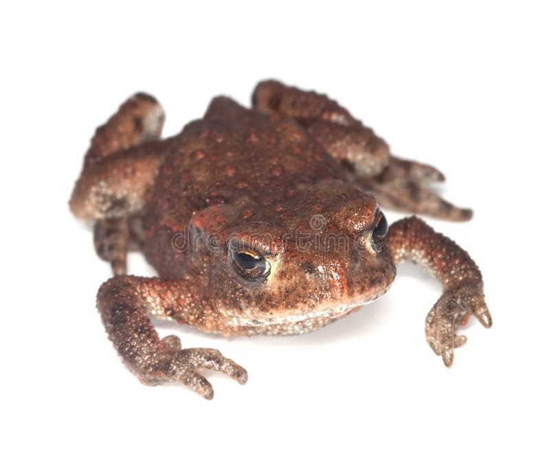 Baby Common Toad (Bufo Bufo) Stock Photo - Image of amphibian, shot ...