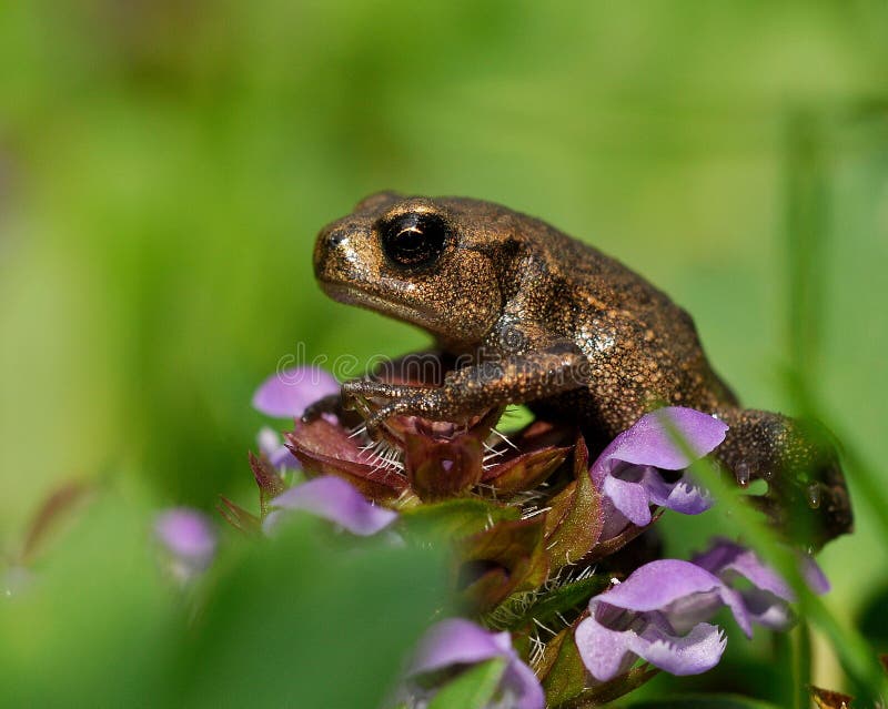 Baby Common Toad Bufo Bufo Stock Image - Image: 36281651