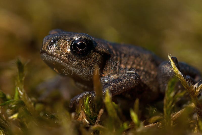Baby common toad Bufo bufo stock photo. Image of looking - 141806790