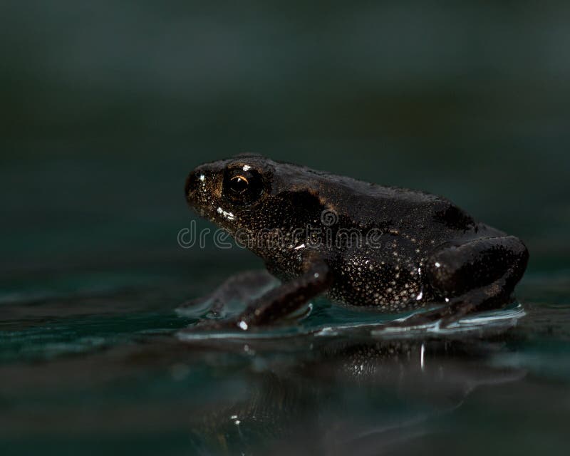 Baby common toad Bufo bufo stock photo. Image of looking - 141806792