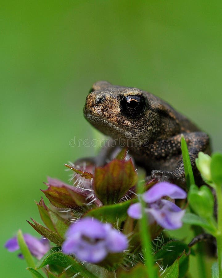 Baby common toad Bufo bufo stock image. Image of looking - 141806787