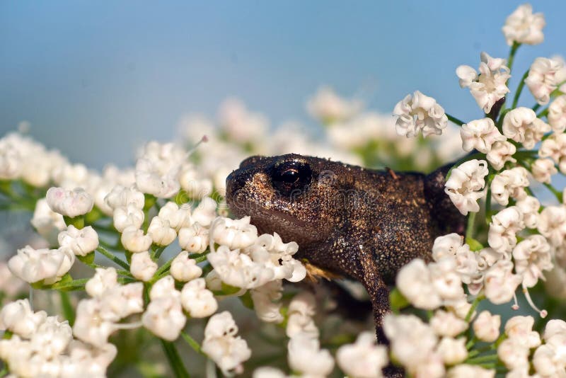 Baby common toad Bufo bufo stock photo. Image of nature - 141806822
