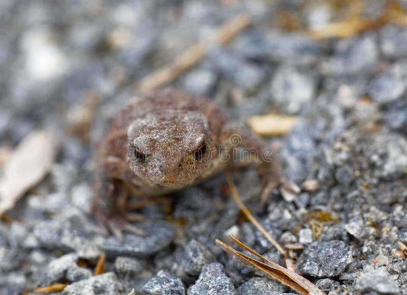 Baby Common Toad Walking on the Grave Stock Image - Image of animal ...