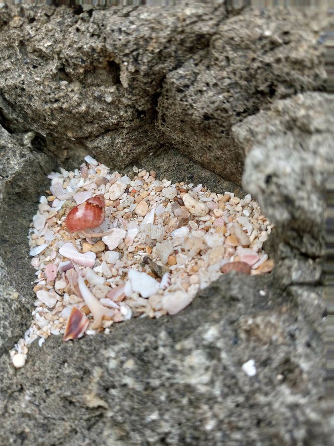 Baby Conch on the Colorful Rocks on the Beach Stock Image - Image of ...