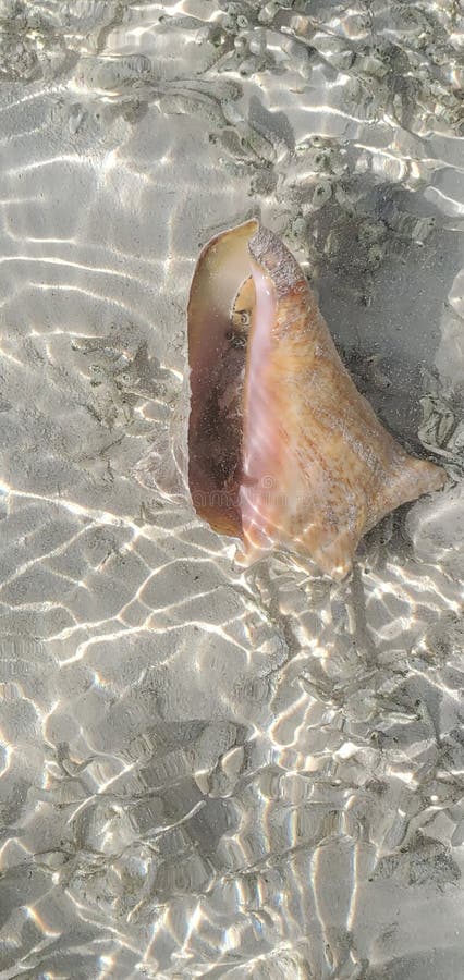 Baby conch shell stock photo. Image of wildlife, cuisine - 211855998