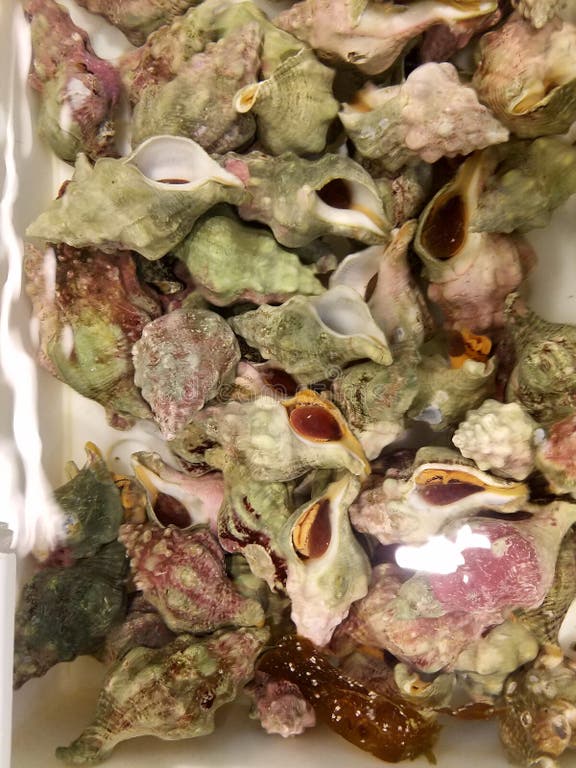 Baby Conch Shell Fish in Tank Stock Photo - Image of views, degree ...