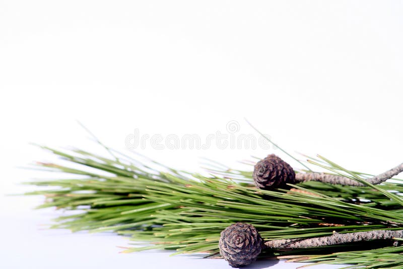 Baby cone stock image. Image of needle, young, brown, card - 300751