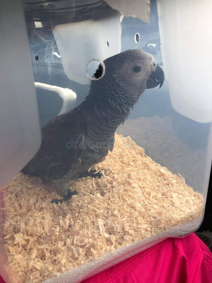 Baby Congo African Grey Parrot Stock Photo - Image of wildlife, beak ...