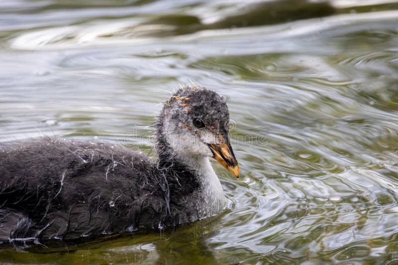 A Baby Coot Swimming in Still Water, Side Profile. Stock Image - Image ...