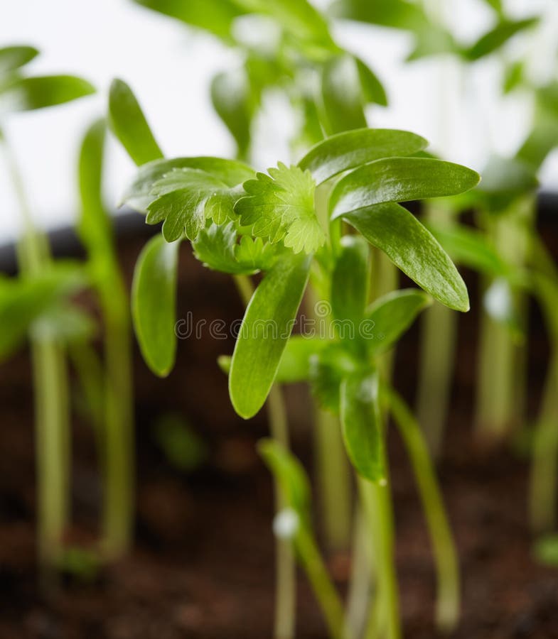 Baby Coriander Plant in a Nursery Stock Photo - Image of cultivated ...