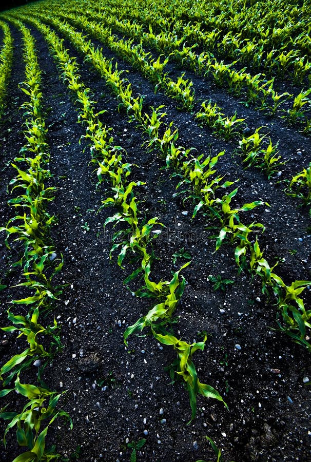 Baby corn abstract stock image. Image of juvenile, young - 19404431