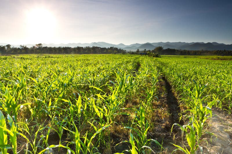 Baby corn farm stock photo. Image of land, plant, landscape - 29534994
