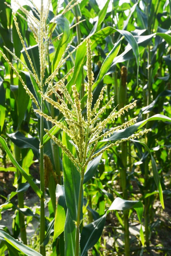 517 Baby Corn Tree Stock Photos - Free & Royalty-Free Stock Photos from ...