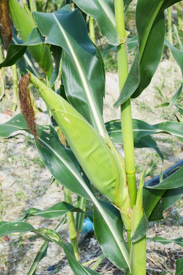 Baby corn in field stock image. Image of agriculture - 74901503