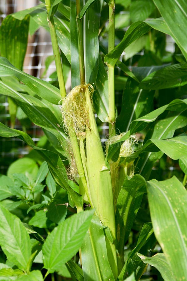 517 Baby Corn Tree Stock Photos - Free & Royalty-Free Stock Photos from ...