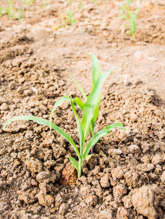 Baby Corn are Growing in Field Stock Photo - Image of baby, crop: 43905838