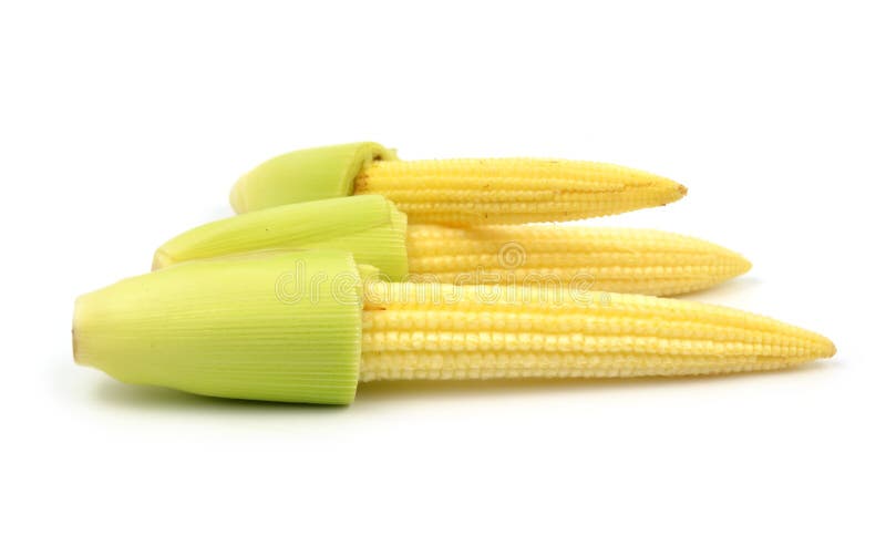 Baby corn isolated stock photo. Image of vegetable, closeup - 20416100