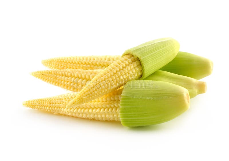 Baby Corn stock photo. Image of freshness, health, plant - 25615616