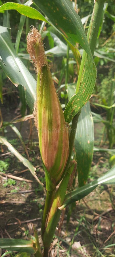 Baby corn stock image. Image of jungle, animal, lawn - 218951235