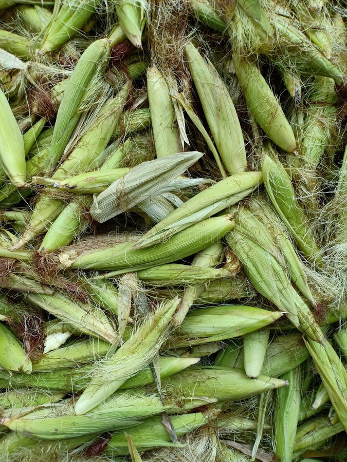 148 Corn Shelling Stock Photos - Free & Royalty-Free Stock Photos from ...