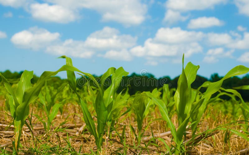 Baby Corn Shoots stock image. Image of organic, front - 72429691