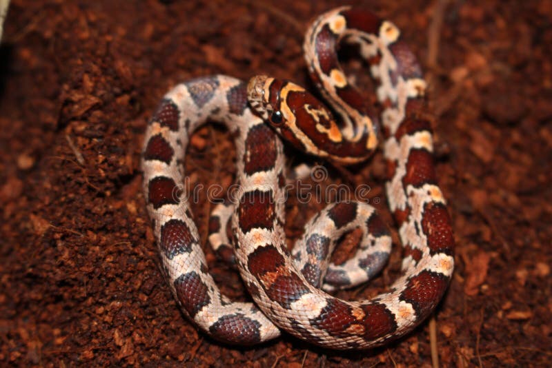 Baby Black Corn Snake