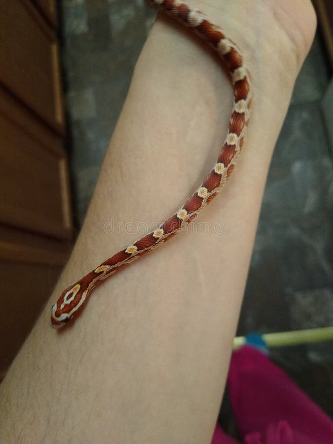 Baby Corn Snake Colors