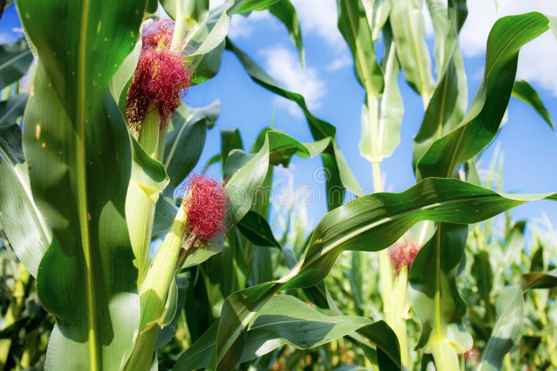 517 Baby Corn Tree Stock Photos - Free & Royalty-Free Stock Photos from ...