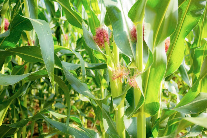 Baby corn on tree stock image. Image of beautiful, cloud - 176508625