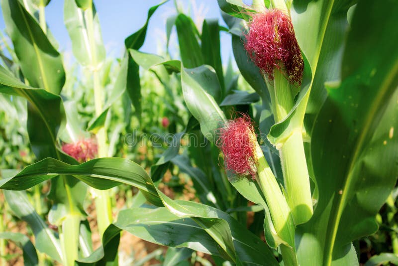 Baby corn on tree stock photo. Image of asian, cloud - 184944070