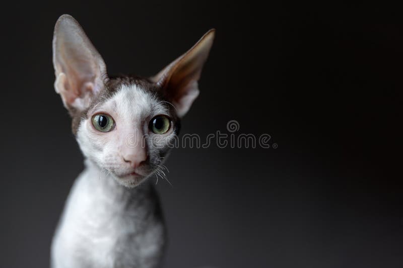 Portrait of a Cornish Rex Cat on a Dark Background Stock Photo - Image ...