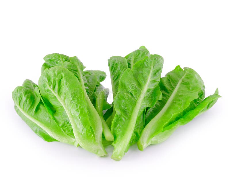 Baby Cos lettuce. stock image. Image of salad, leaf, green - 32846025