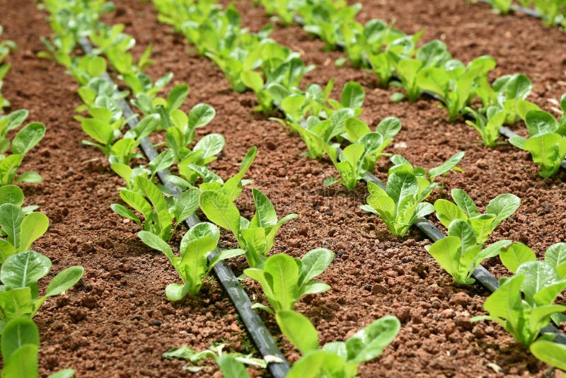 Vegetable Production System in Greenhouse Stock Photo - Image of ...