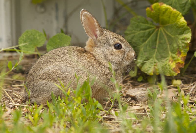 Baby Cottontail Eating Grass Stock Photo - Image of wildlife, baby ...