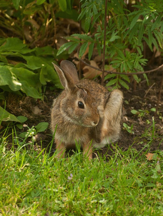 Baby cottontail rabbit stock image. Image of cute, baby - 20381821