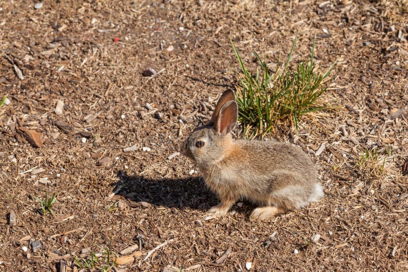Baby Cottontail Rabbit stock image. Image of baby, wildlife - 73330337